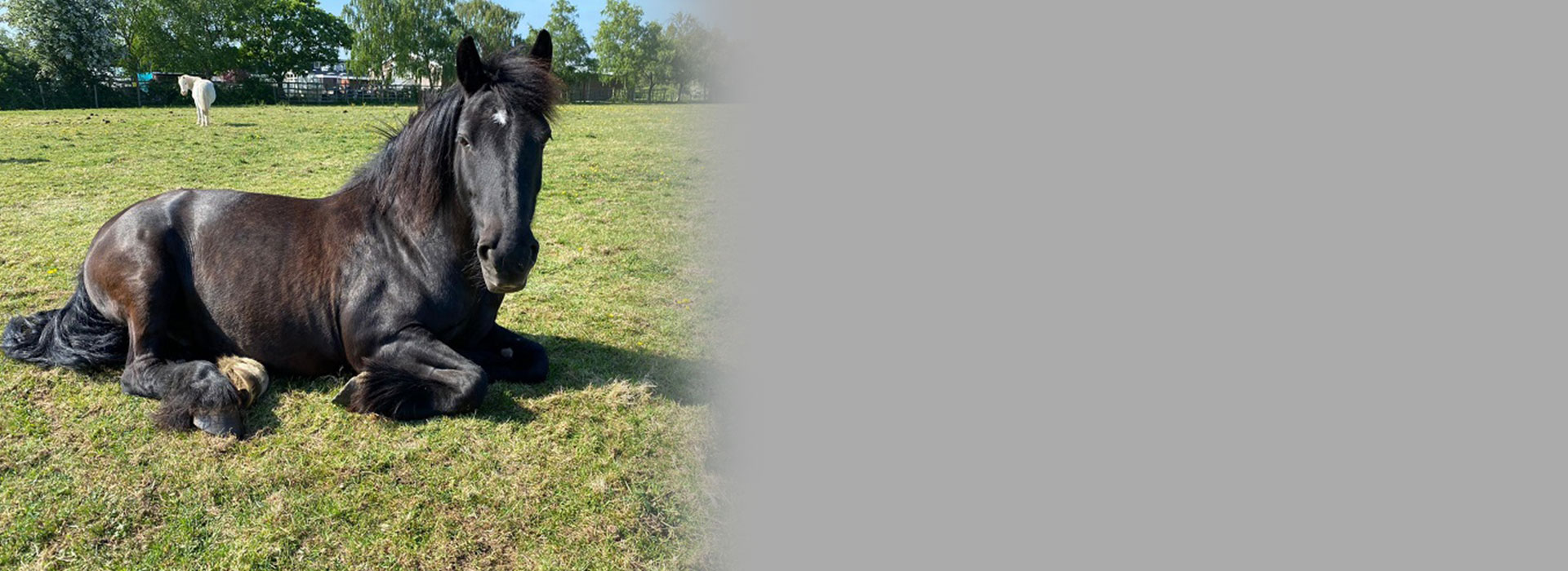 Grove House Stables Equestrian Centre